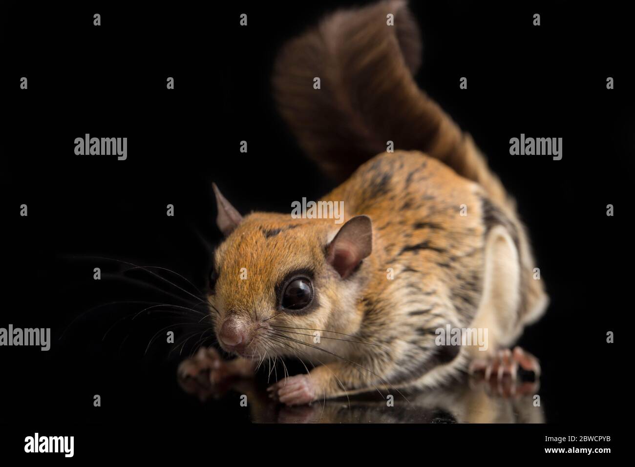 Flying meerkat hi-res stock photography and images - Alamy