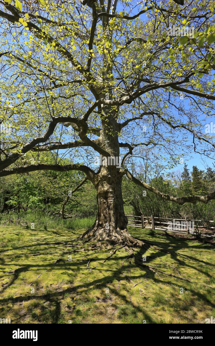 Hardwood Trees Long Island Ny at Isaac Brier blog
