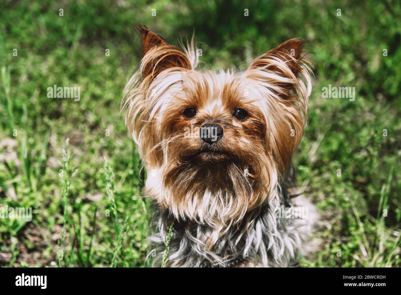 Yorkshire Terrier Mini Toy High Resolution Stock Photography and Images ...