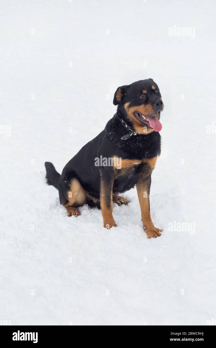 Cute rottweiler puppy is sitting on a white snow in the winter park ...
