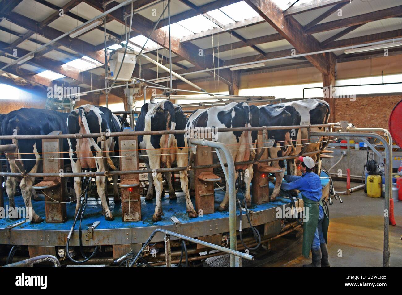 Robotic milking hi-res stock photography and images - Alamy