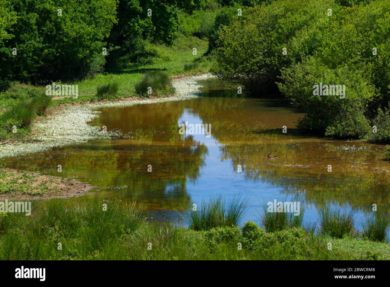 reflection on still pond with blossom Stock Photo - Alamy