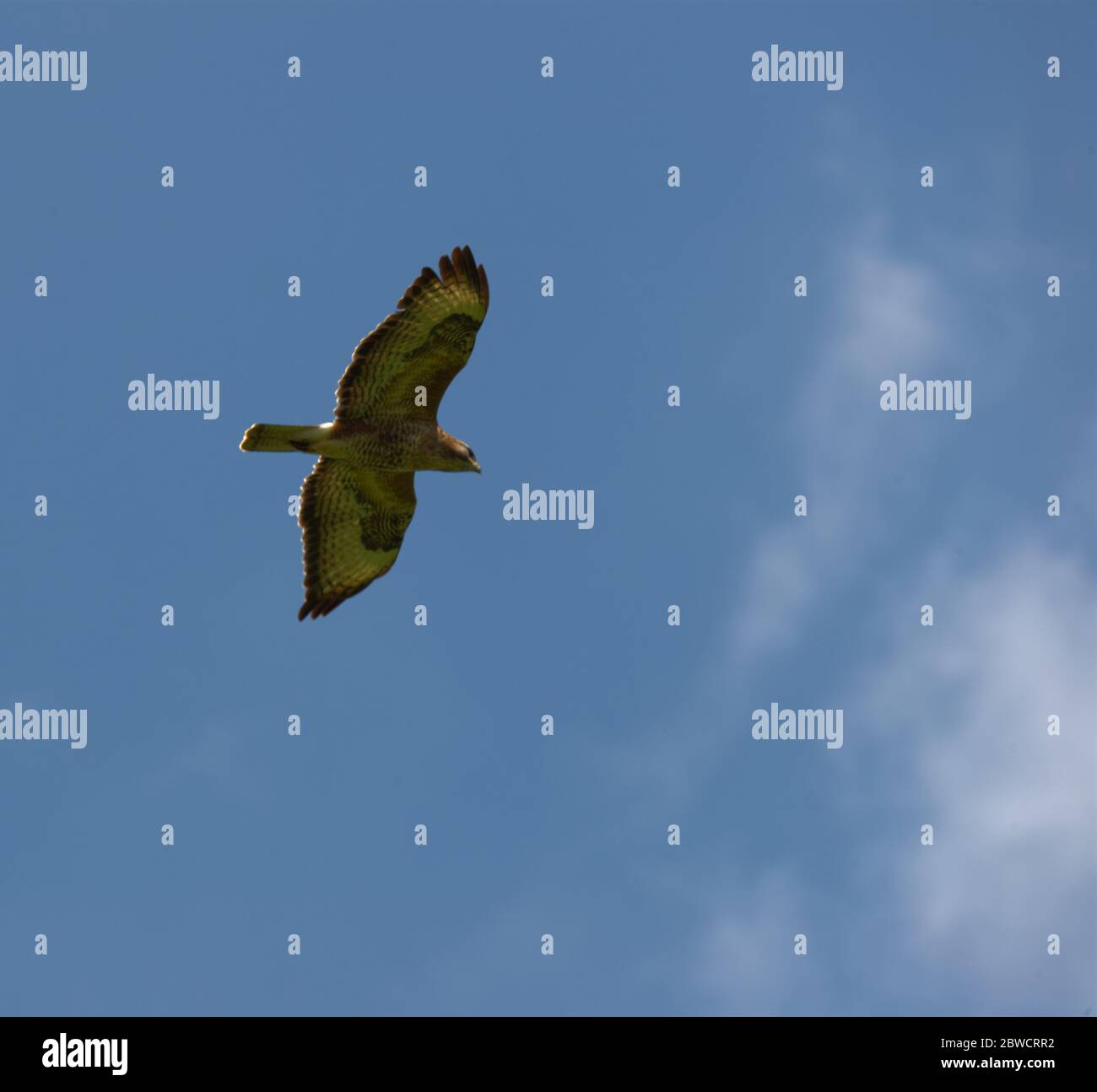 close up of buzzard in flight Stock Photo - Alamy
