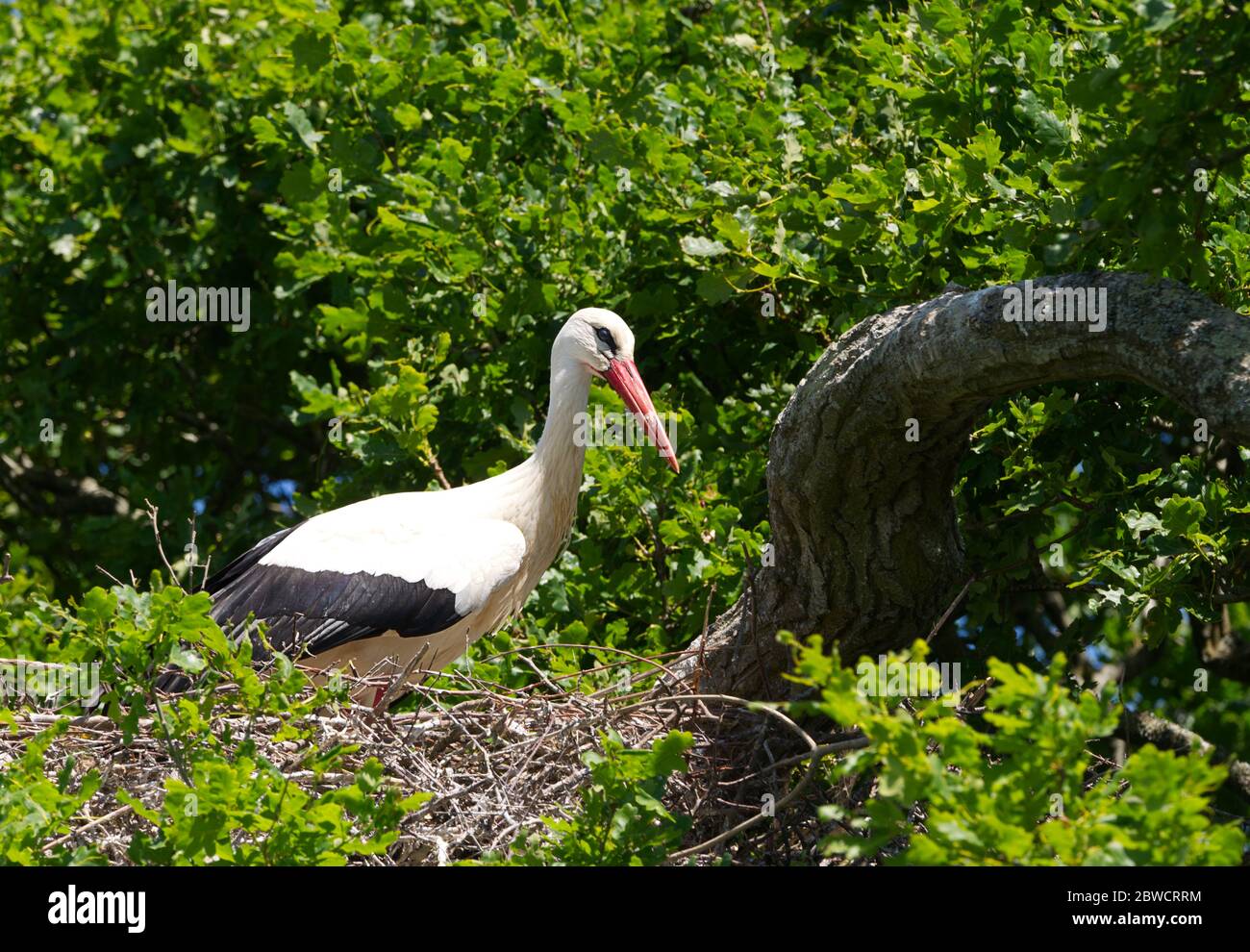 White stork nest uk hi-res stock photography and images - Alamy