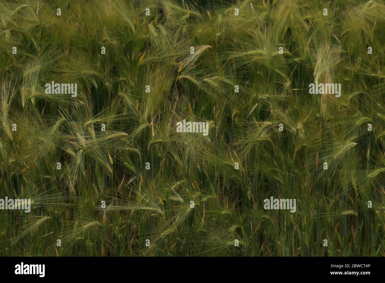 Green young wheat hybrid hi-res stock photography and images - Alamy
