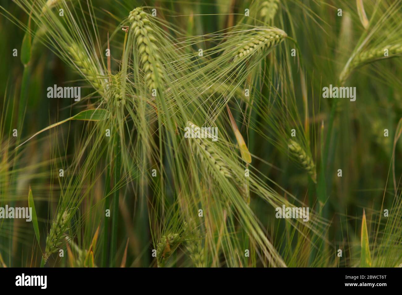 Young green rye grains in the field. Natural corn growing up Stock ...