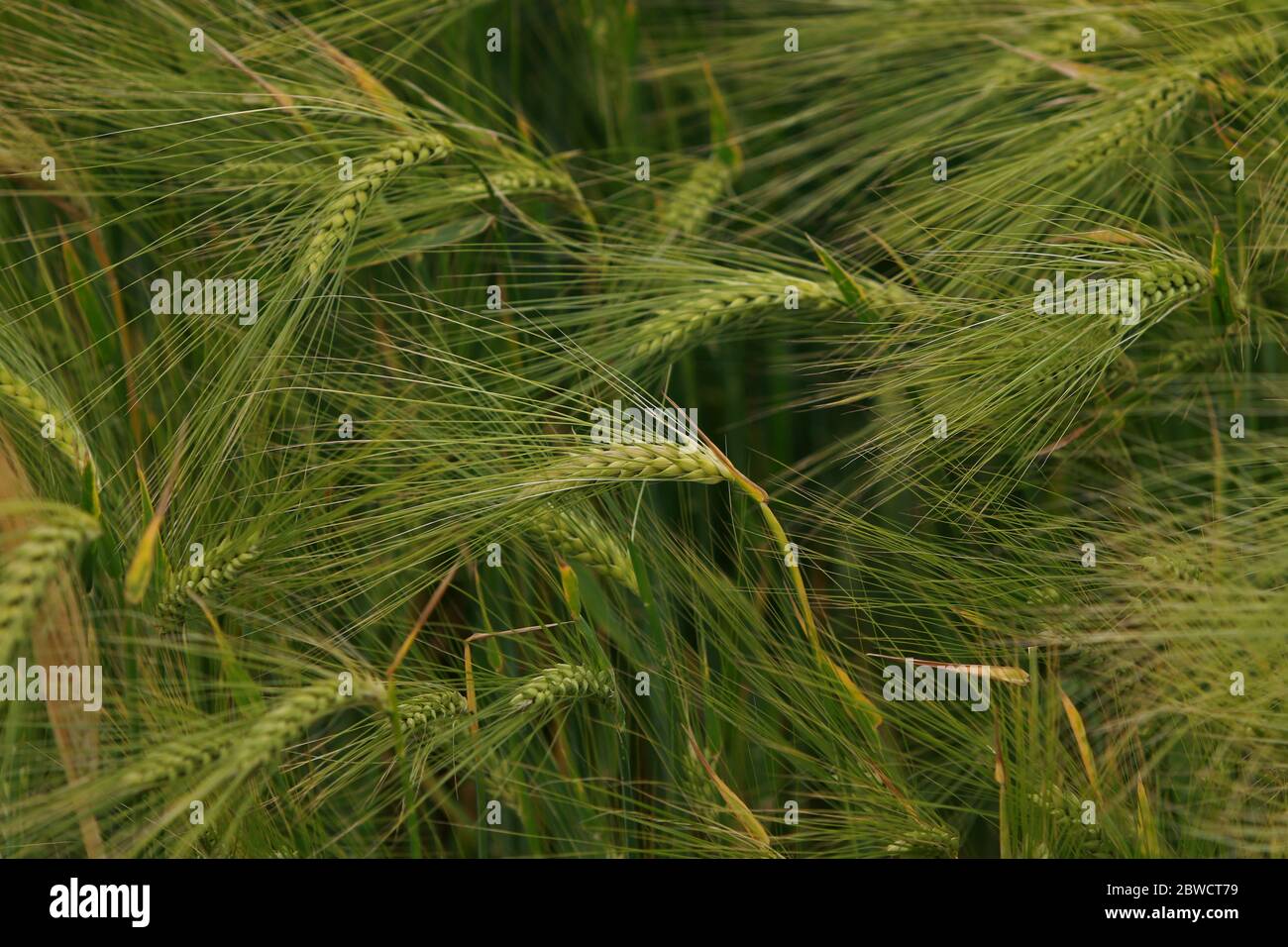 Green young wheat hybrid hi-res stock photography and images - Alamy