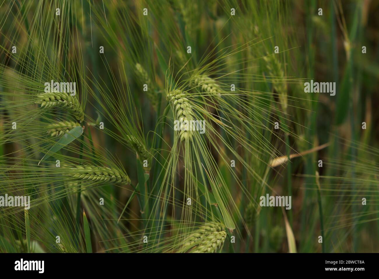 Young green rye grains in the field. Natural corn growing up Stock ...