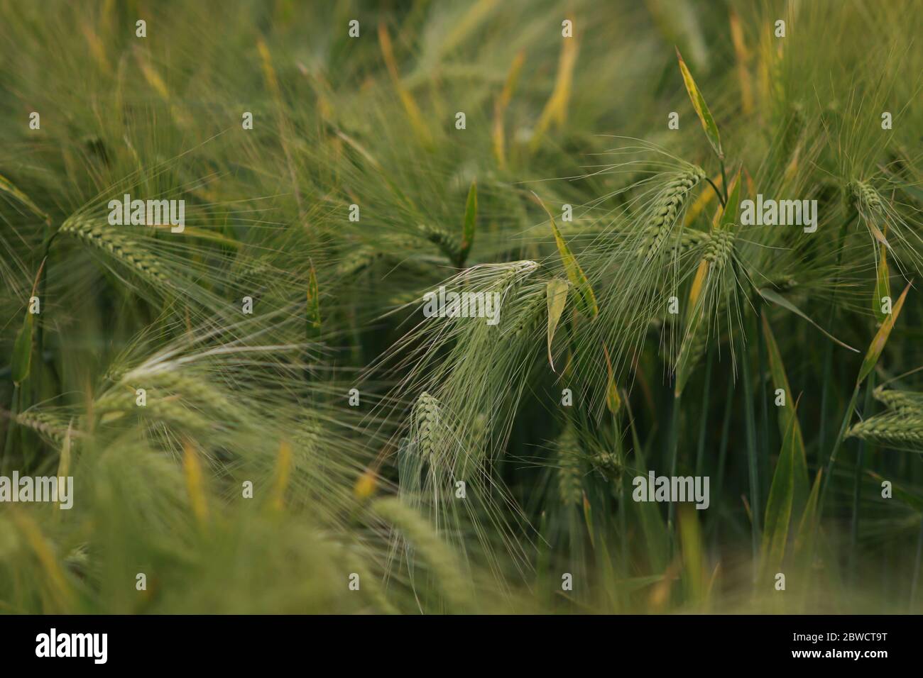 Young green rye grains in the field. Natural corn growing up Stock ...