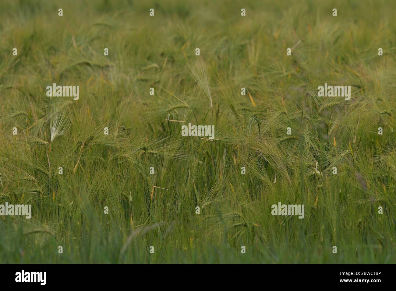 Young green rye grains in the field. Natural corn growing up Stock ...