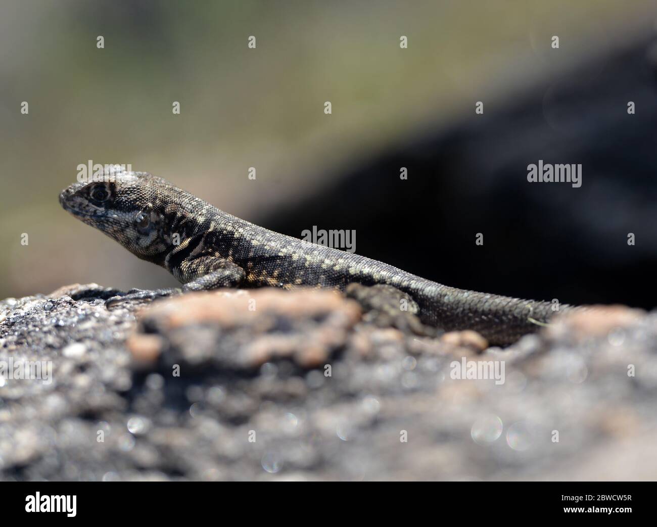 beach lizard, known as Camaleão on the beaches of Rio de Janeiro Stock ...