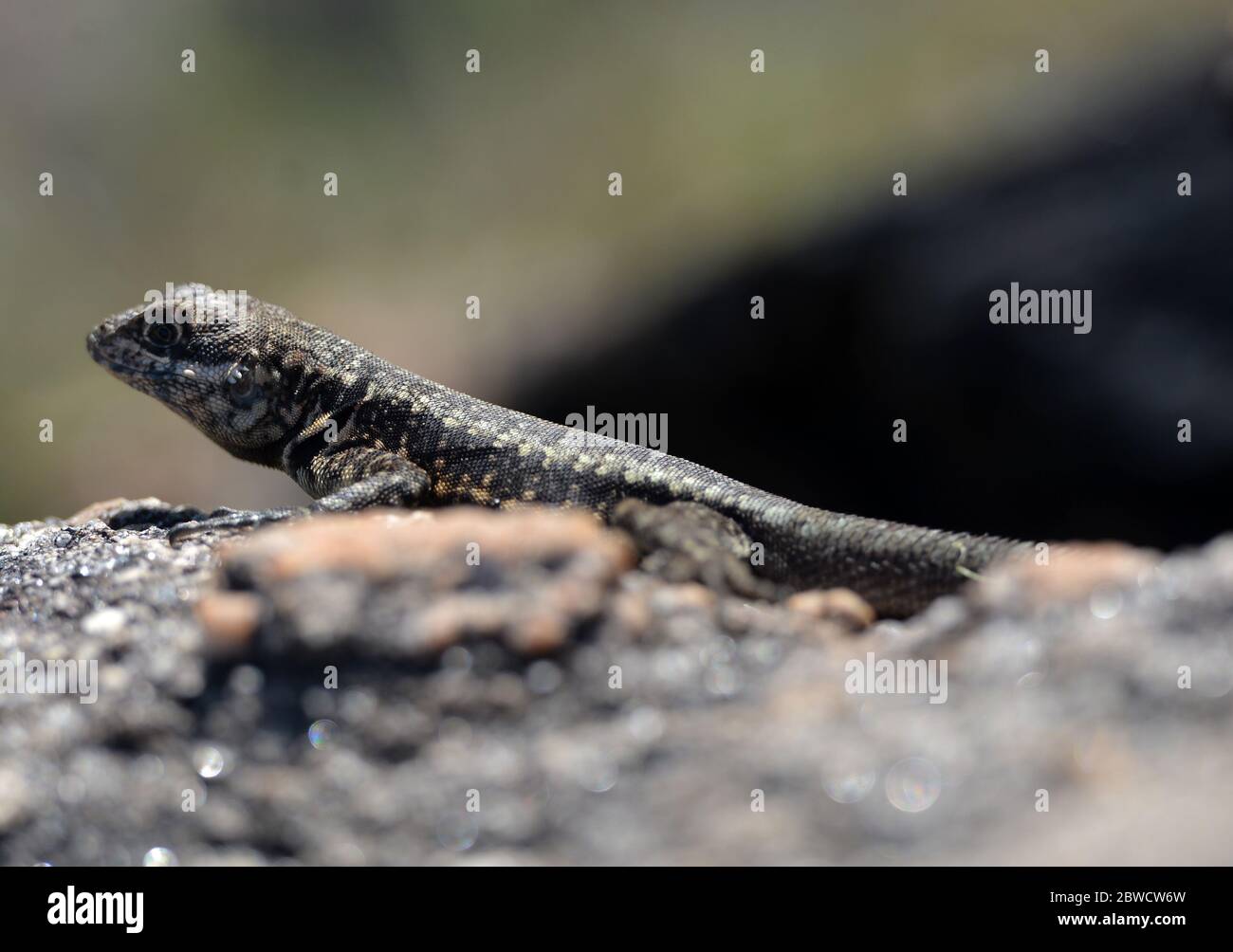 beach lizard, known as Camaleão on the beaches of Rio de Janeiro Stock ...