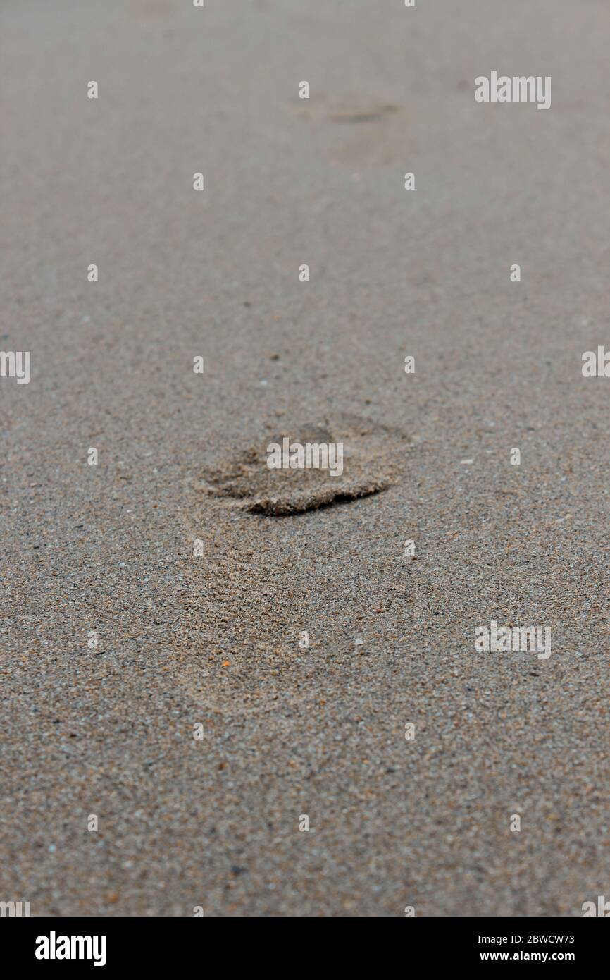 footprints in the sand walking away Stock Photo - Alamy