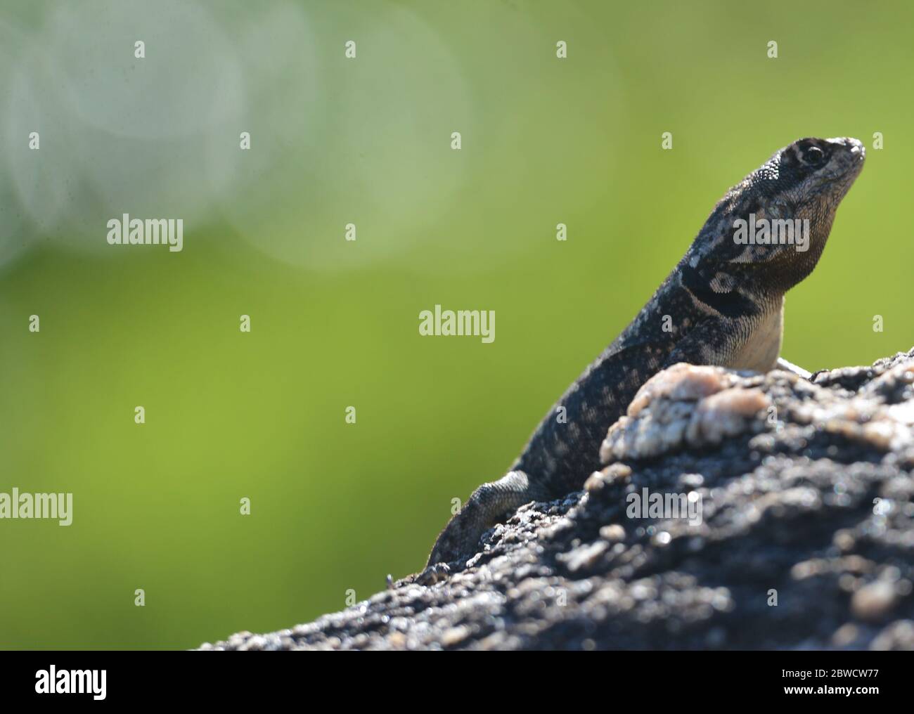 beach lizard, known as Camaleão on the beaches of Rio de Janeiro Stock ...