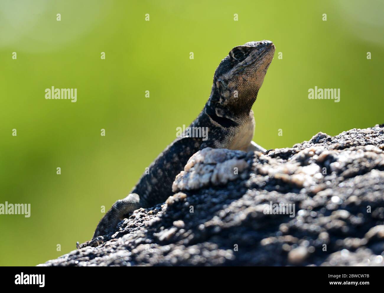 beach lizard, known as Camaleão on the beaches of Rio de Janeiro Stock ...
