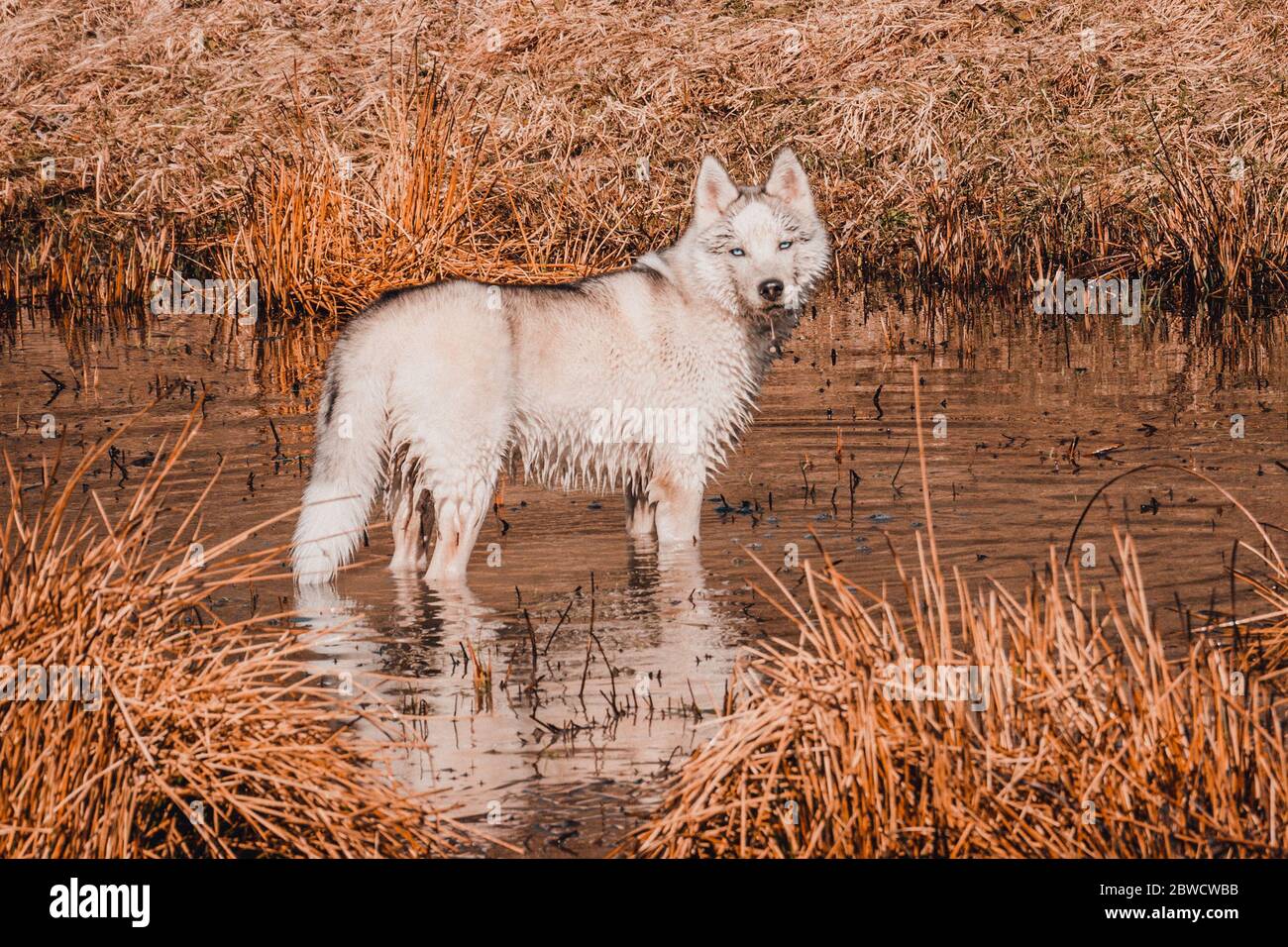 Portrait a wet wolf hi-res stock photography and images - Alamy