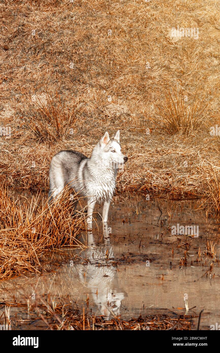 Portrait a wet wolf hi-res stock photography and images - Alamy