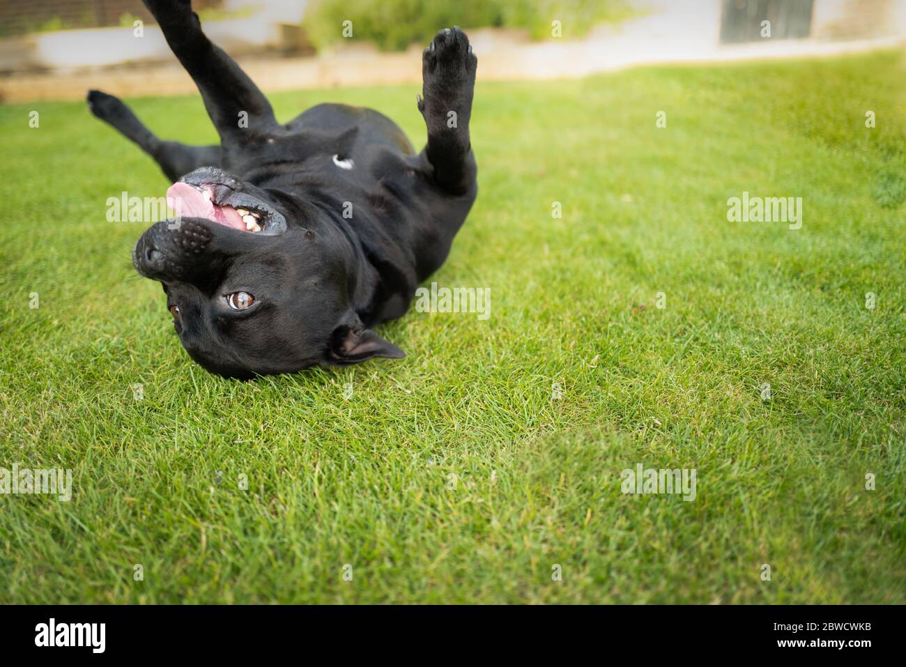 A staffordshire Bull Terrier dog lying on his back on grass with his ...