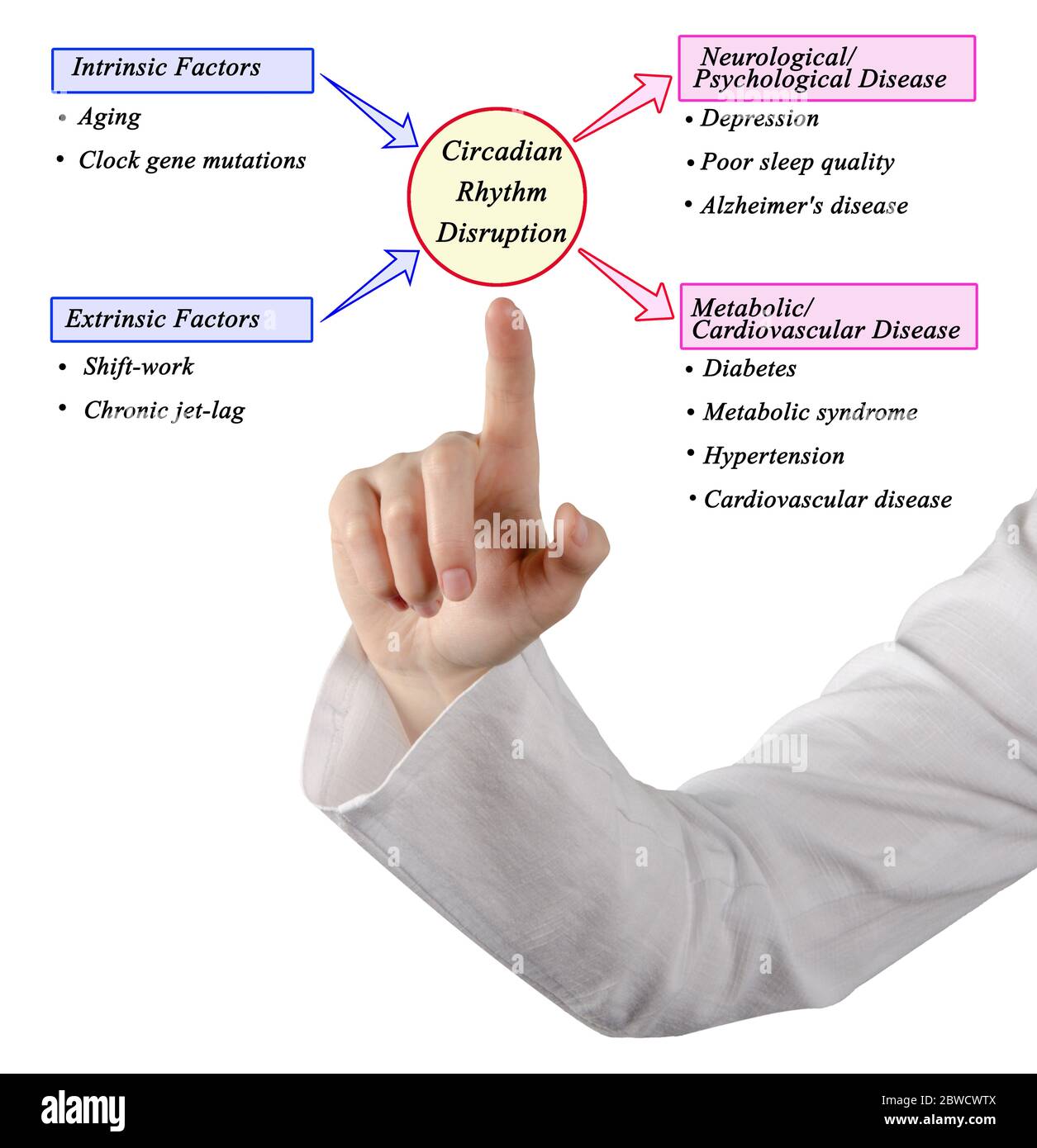 Circadian Rhythm High Resolution Stock Photography and Images - Alamy