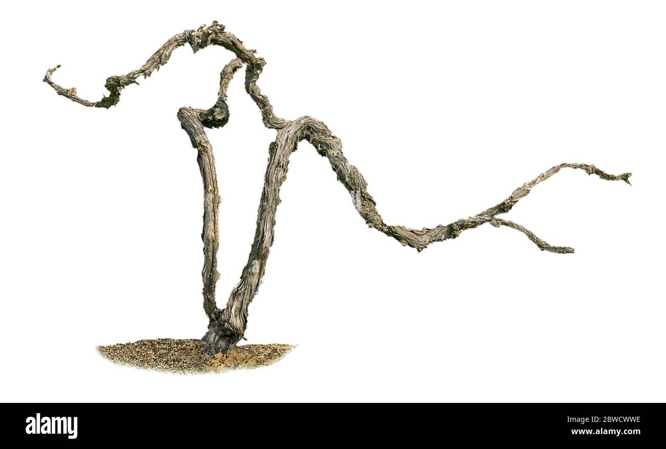 Dry branch isolated on white background Stock Photo - Alamy