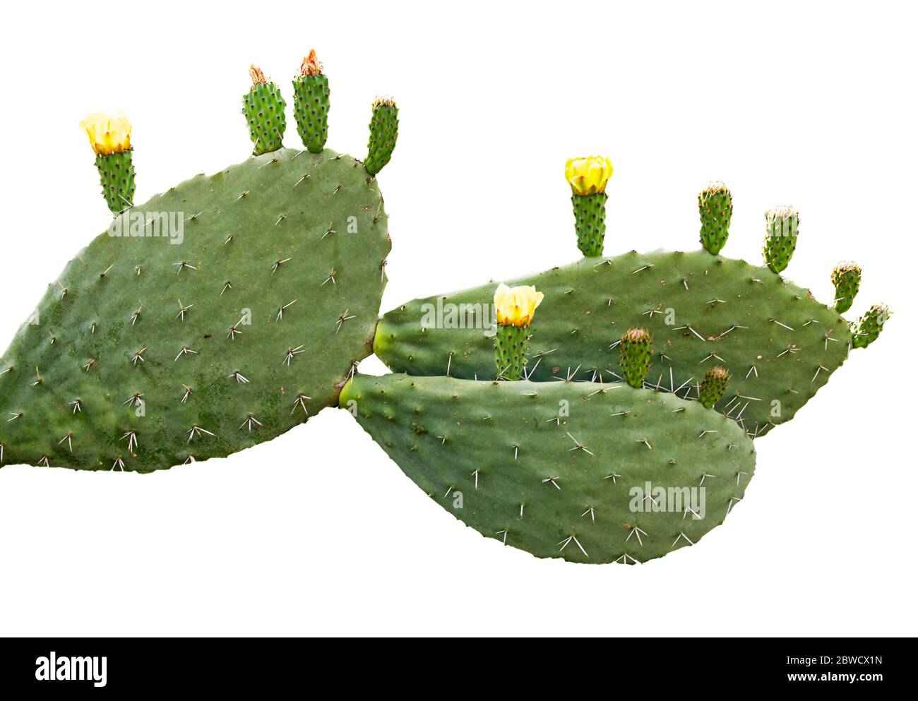 cactus isolated on white background Stock Photo - Alamy