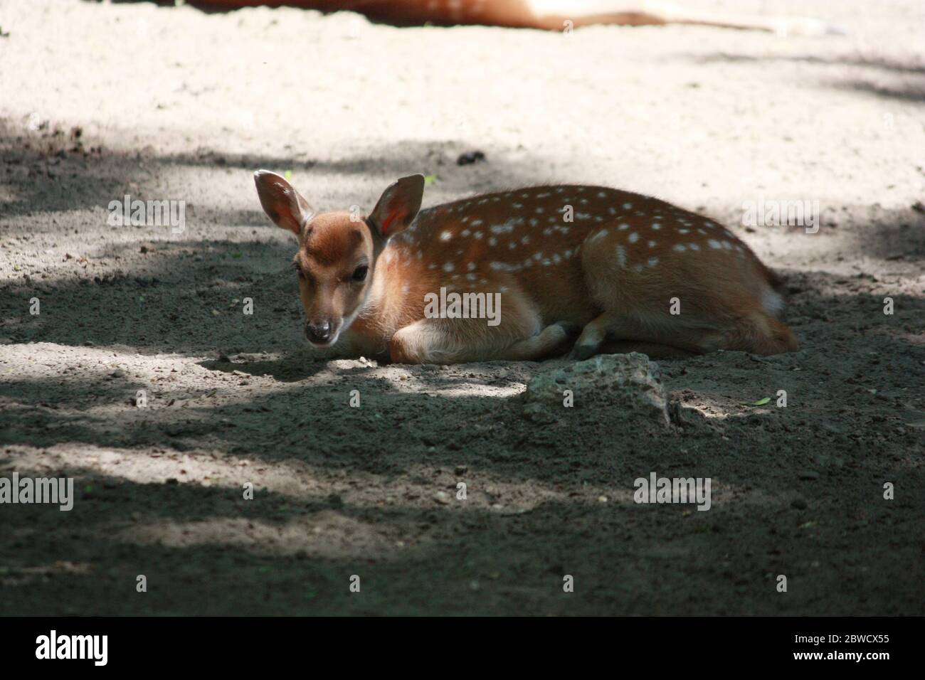 fallow deer calf resting in the shadows in Tierpark Berlin Stock Photo ...