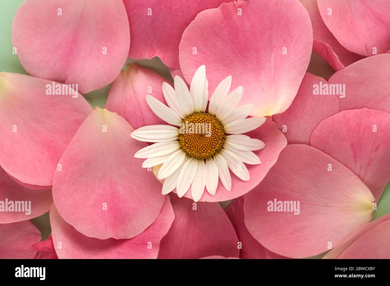 Daisy flower petals falling hi-res stock photography and images - Alamy
