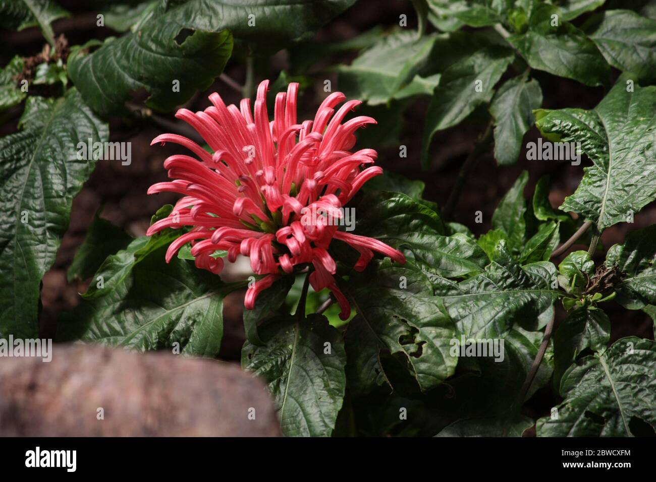 Dim flower hi-res stock photography and images - Alamy