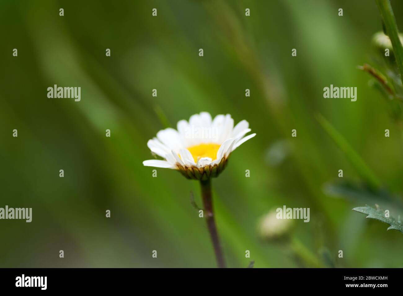 Isolated image of a daisy plant,Scientific name Leucanthemum vulgare ...