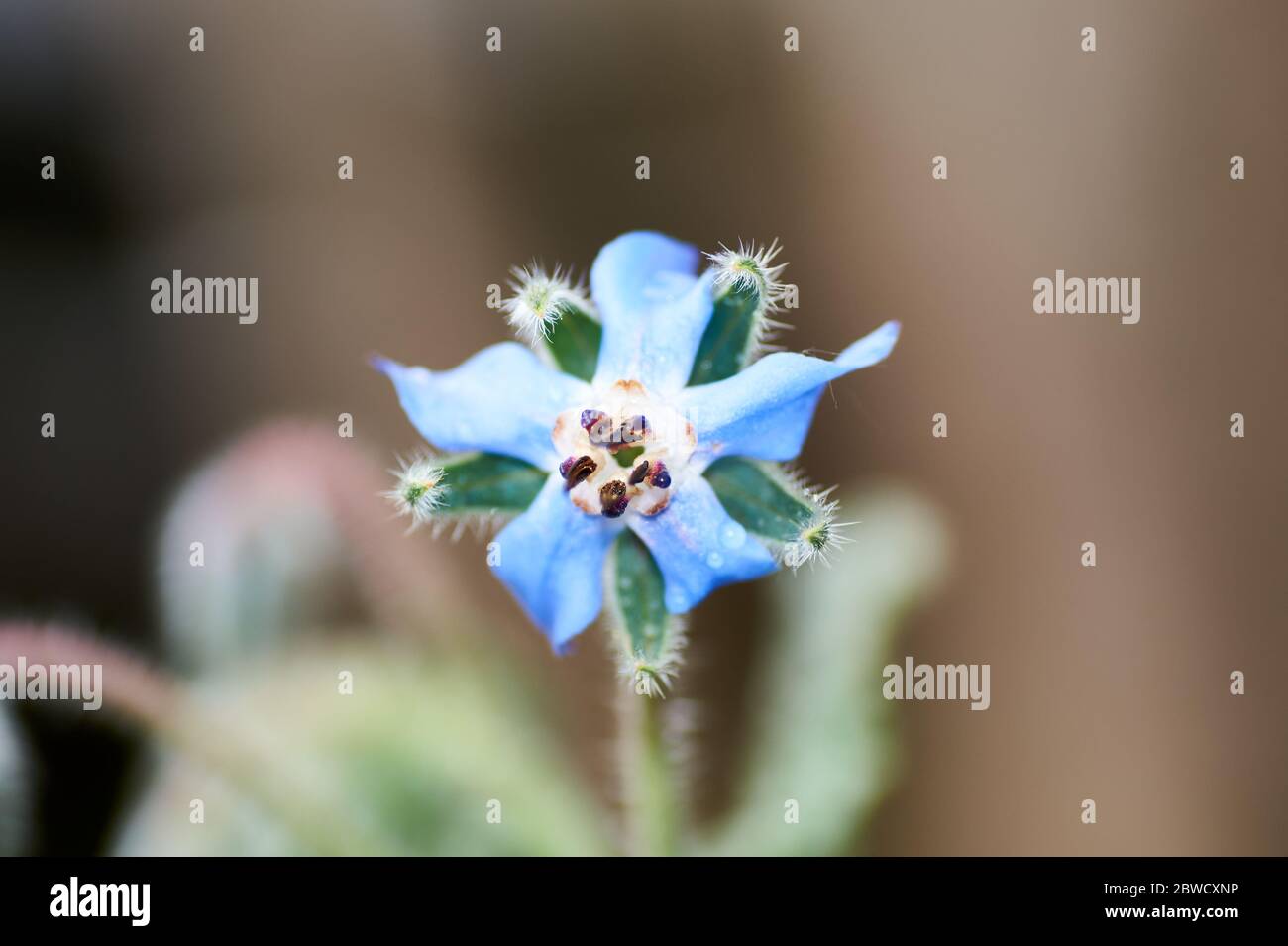 Isolated image of a borage plant,Scientific name Borago officinalis ...