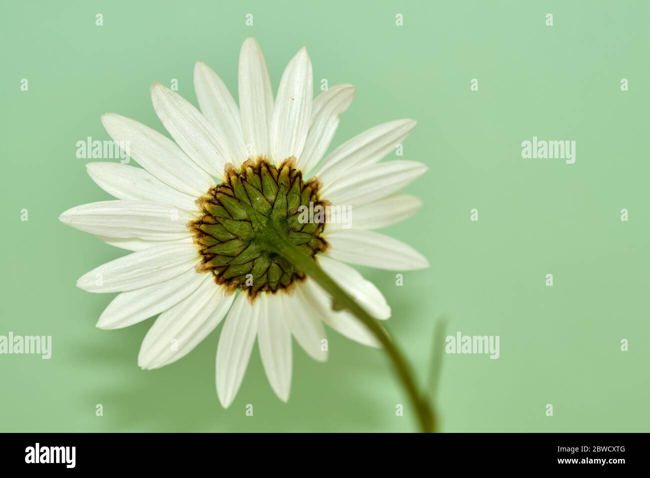 Isolated image of a daisy plant,Scientific name Leucanthemum vulgare ...
