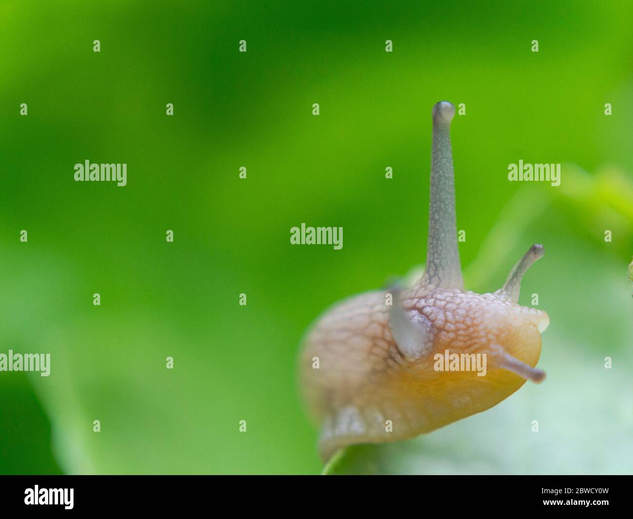 Snail garden wildlife hi-res stock photography and images - Alamy