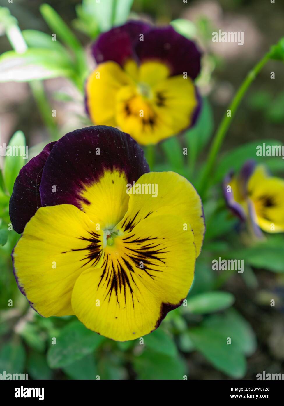 Flowering Viola flower Viola tricolor hortensis Stock Photo - Alamy