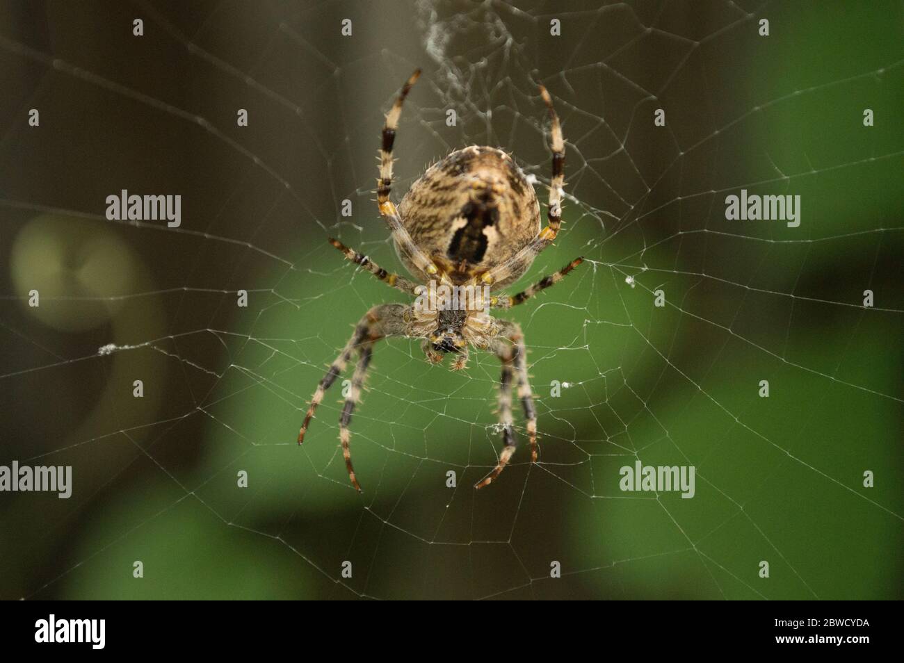 Spider lying in wait hi-res stock photography and images - Alamy