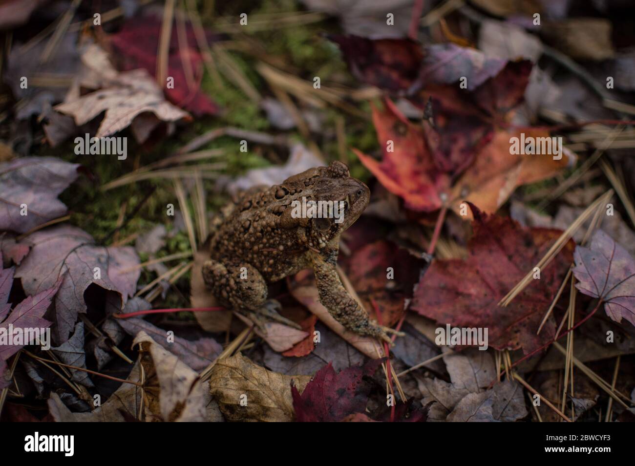 Eastern American Toad sits still on the forest floor Stock Photo - Alamy