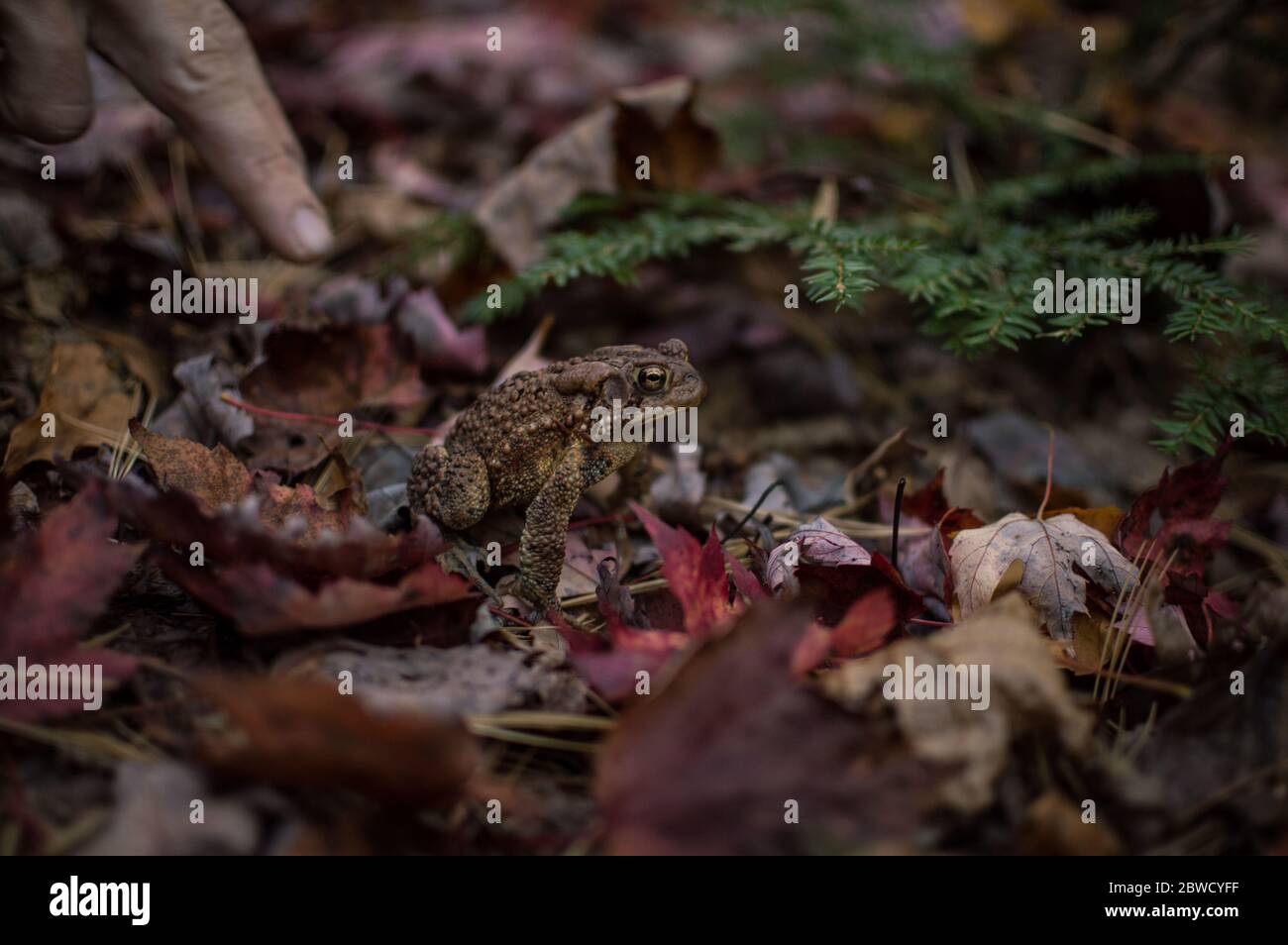 Cool toad hi-res stock photography and images - Alamy