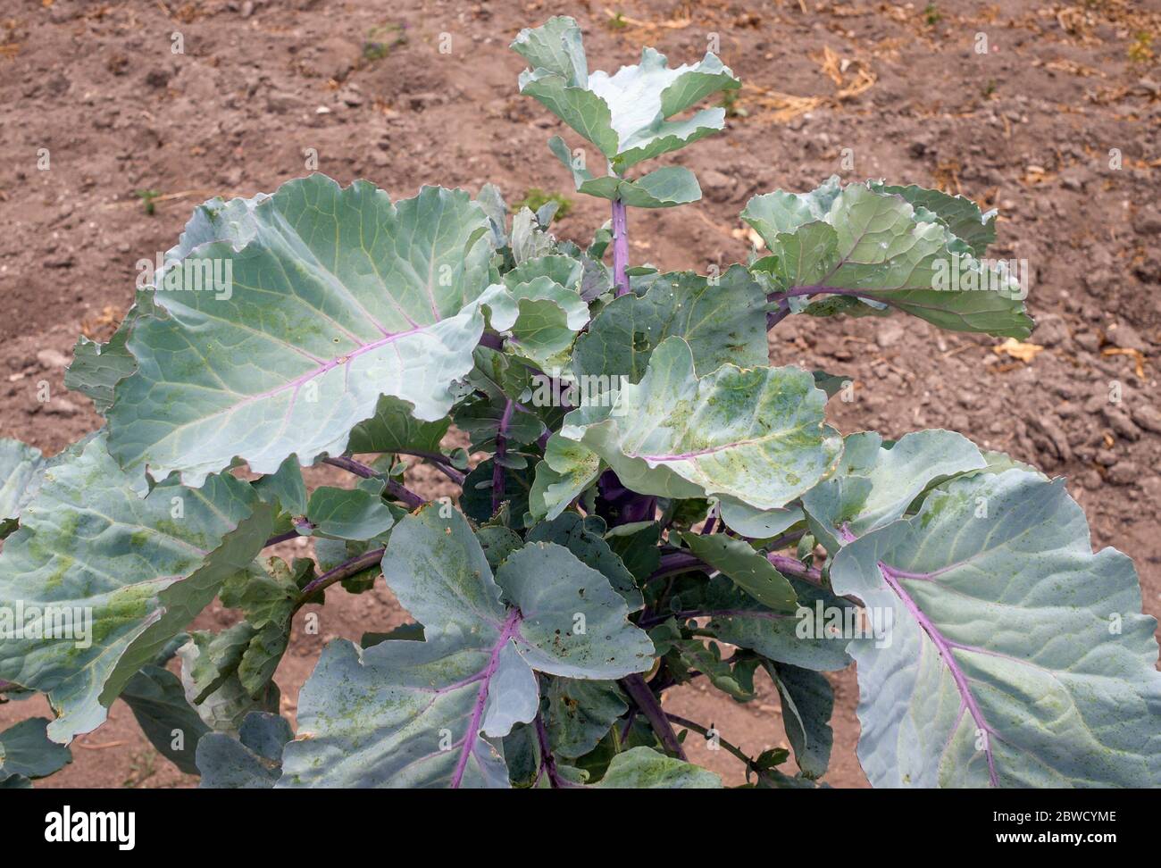 Taboada spain hi-res stock photography and images - Alamy