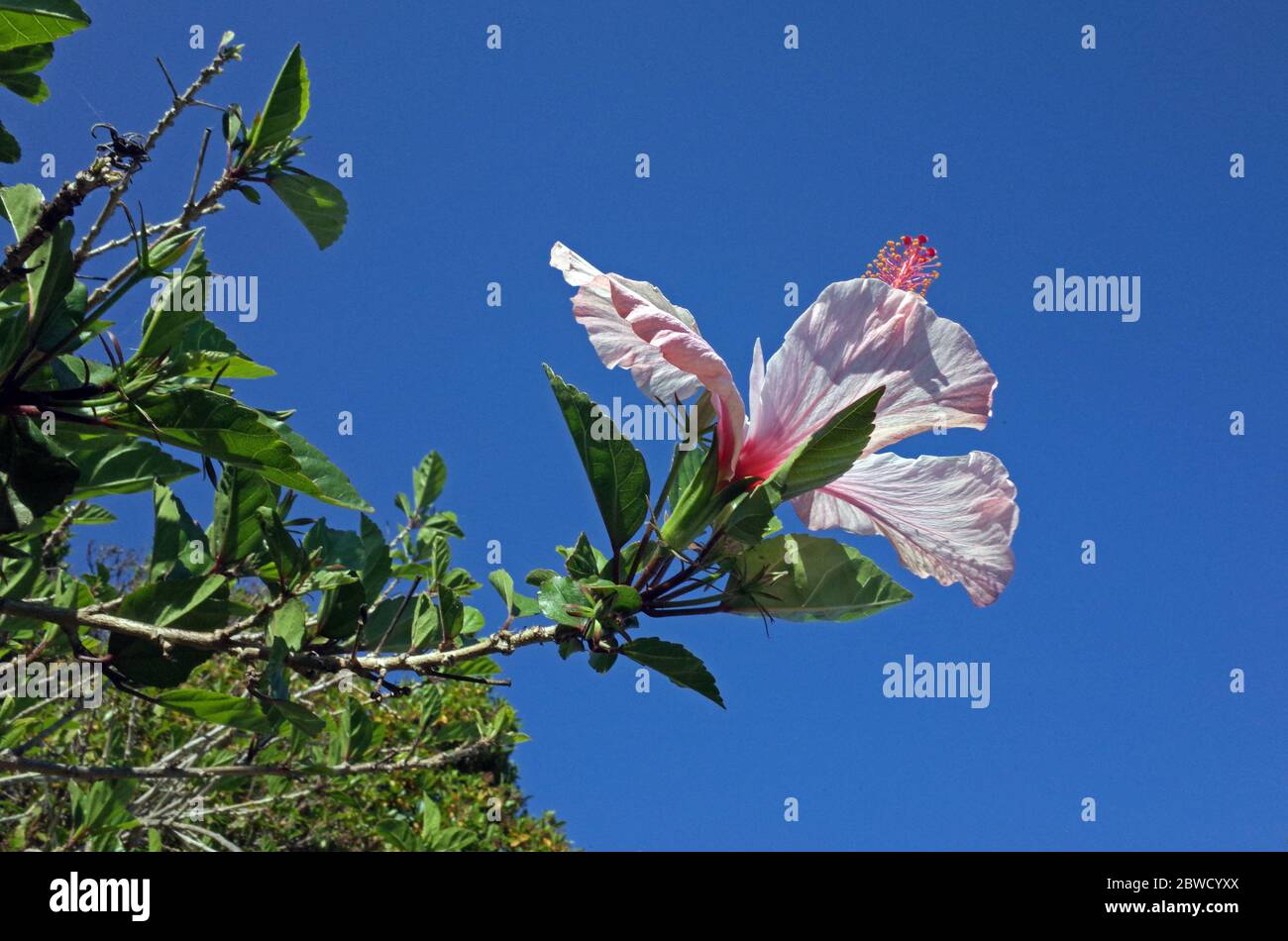 Ibiscus hi-res stock photography and images - Alamy
