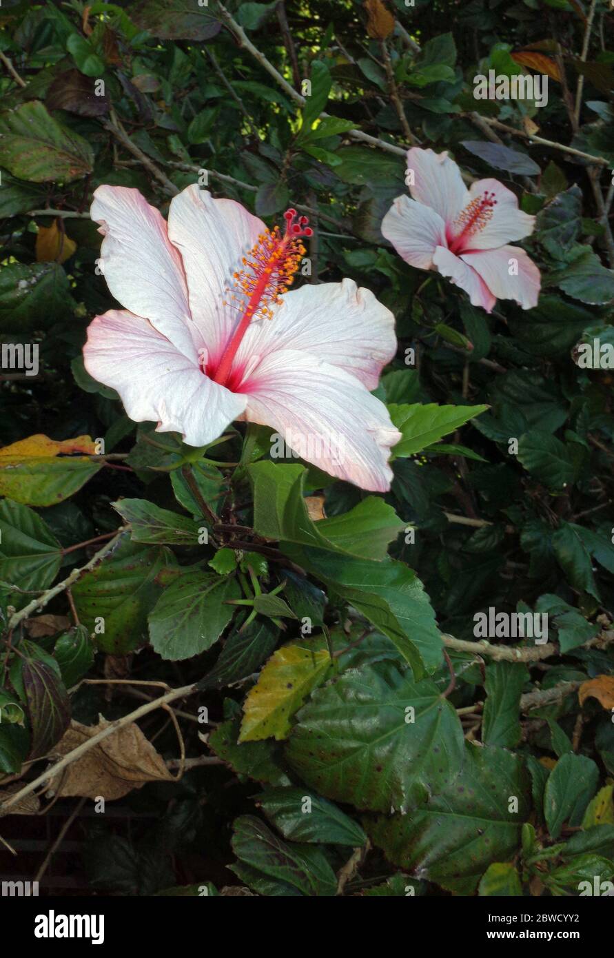 Ibiscus flowering close-up Stock Photo - Alamy