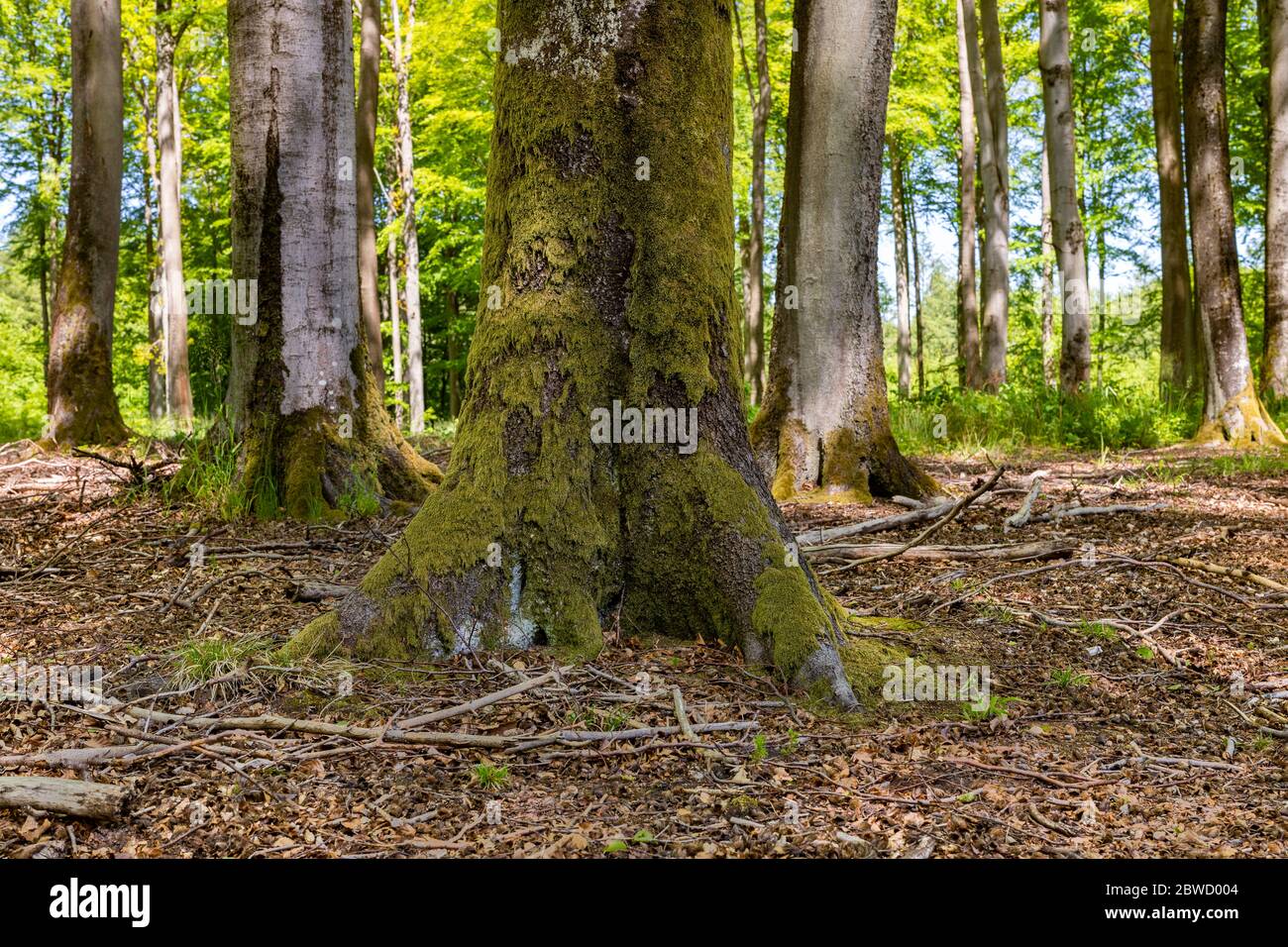 Deciduous tree trunk. Beech tree bark in a deciduous forest. Spring ...