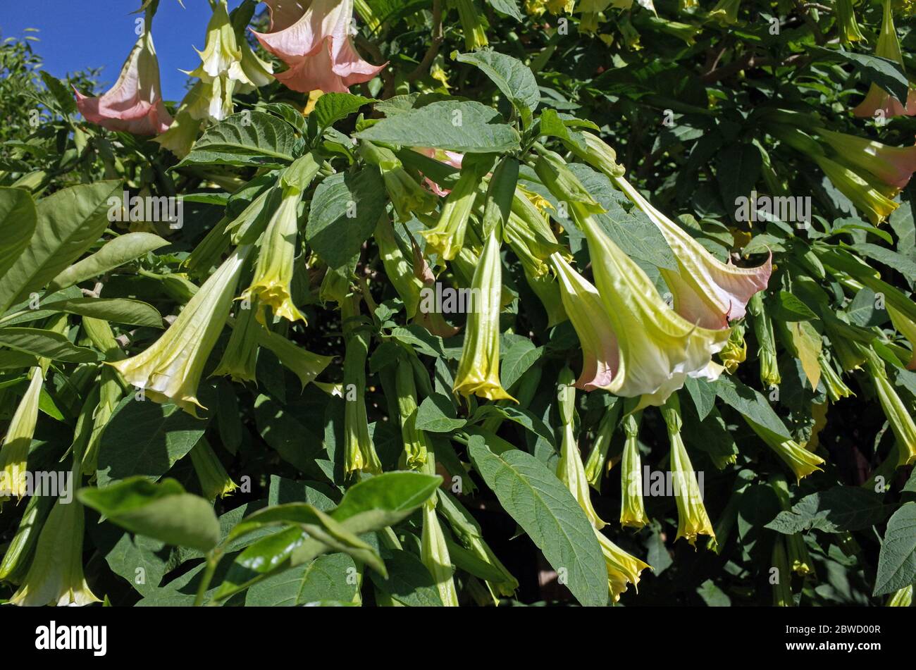 Flowers of Angel (datura stramonium) flowering Stock Photo - Alamy