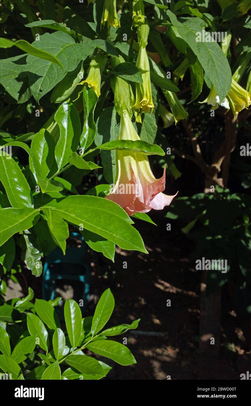 Flowers of Angel (datura stramonium) flowering Stock Photo - Alamy