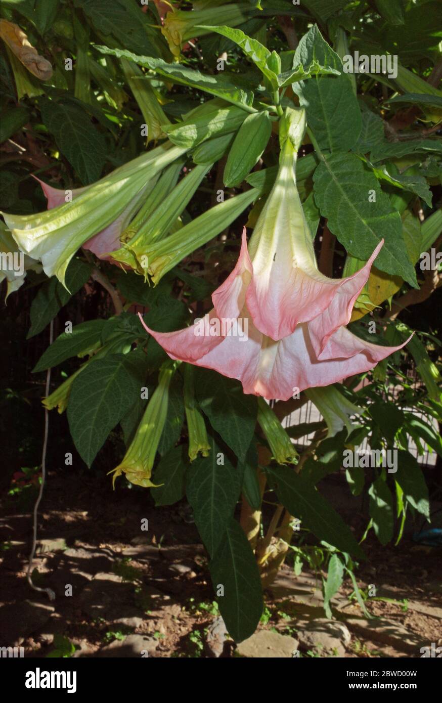 Flowers of Angel (datura stramonium) flowering Stock Photo - Alamy