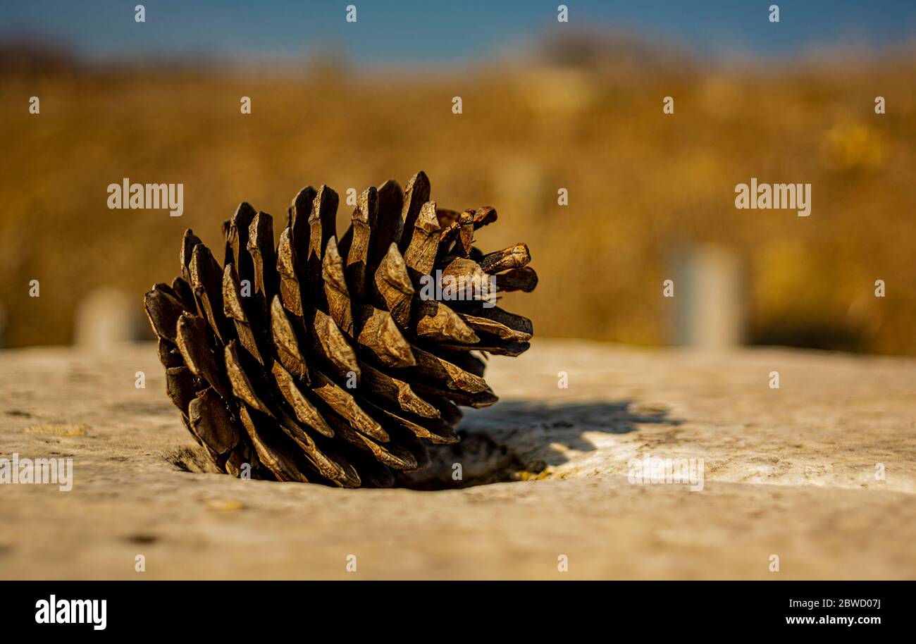 Fresh pinecones in pine hi-res stock photography and images - Alamy