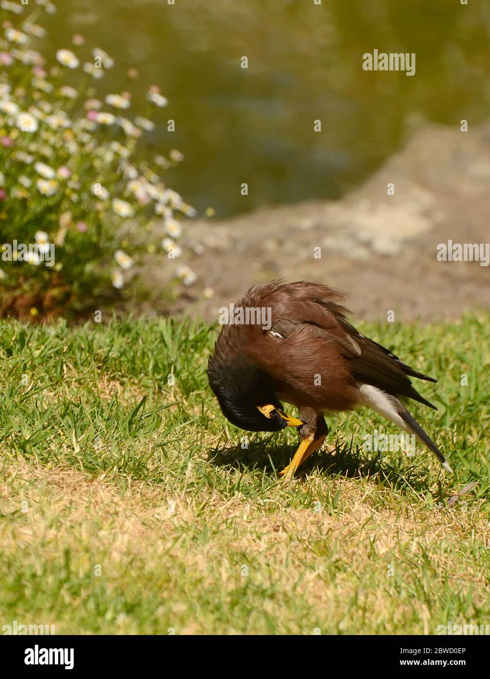 Maina bird hi-res stock photography and images - Alamy