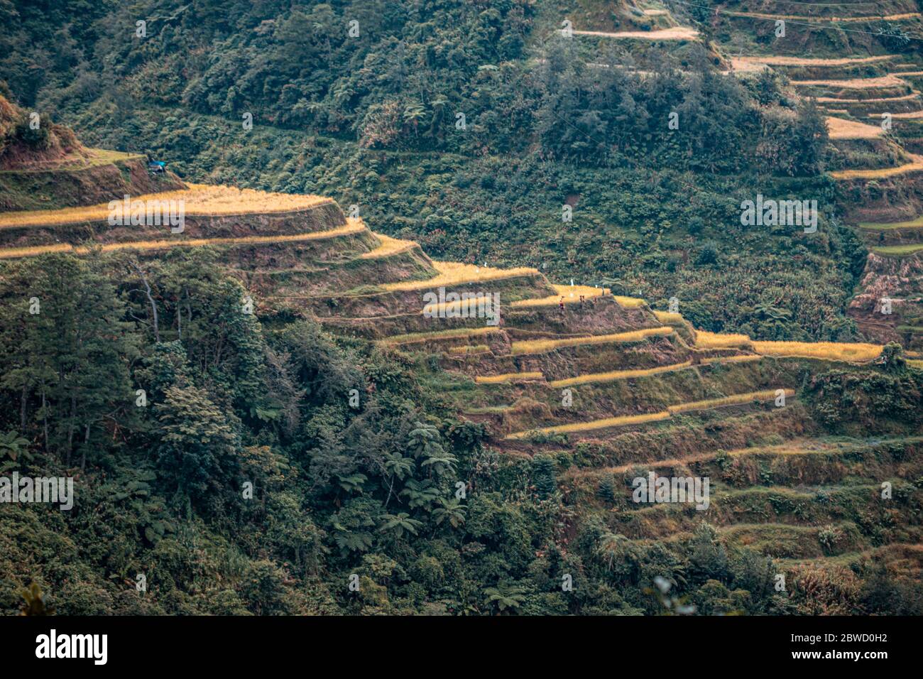 View of Banaue Rice Terraces Stock Photo - Alamy