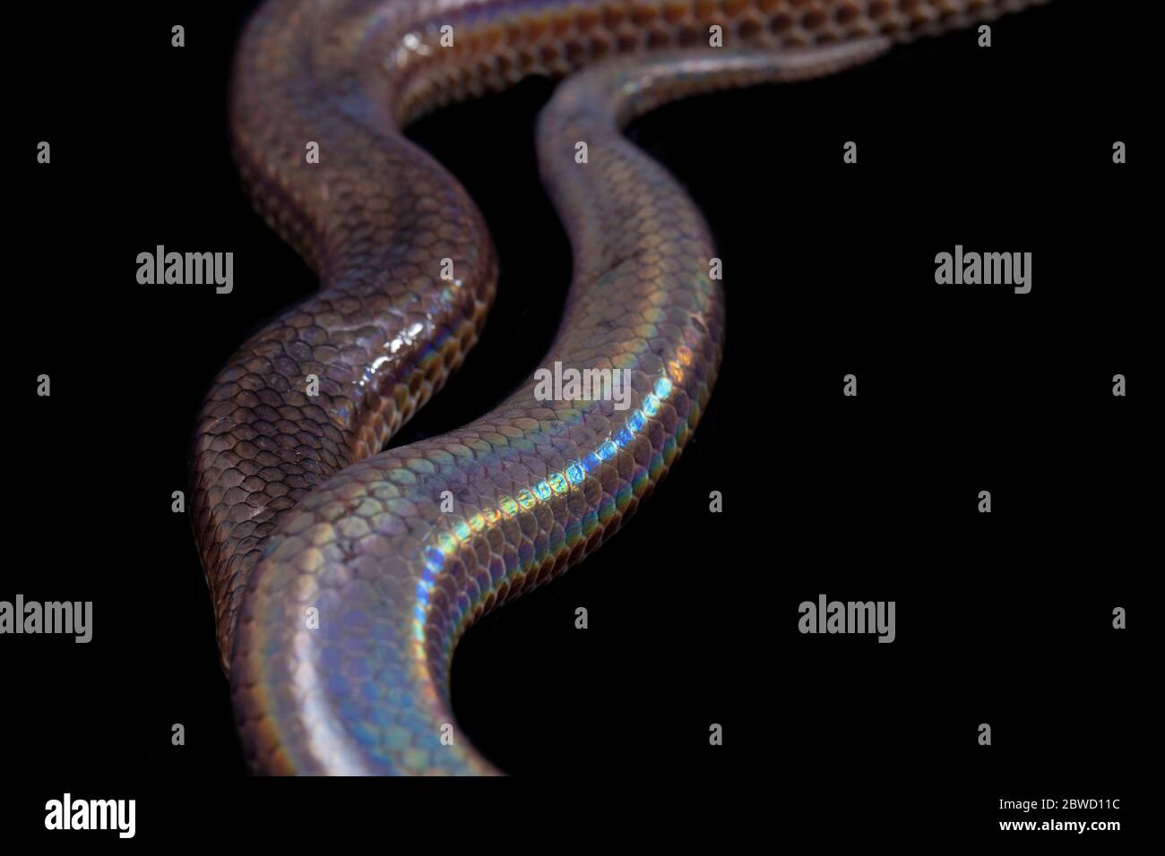 Xenopeltis unicolor. Common names: sunbeam snake is a non-venomous ...