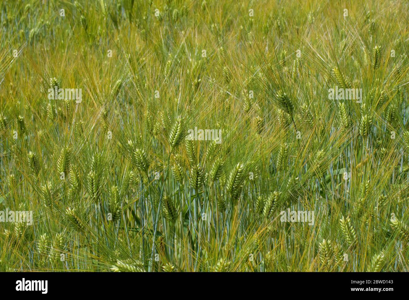 A field of bearded barley. It is a member of the grass family, is a ...