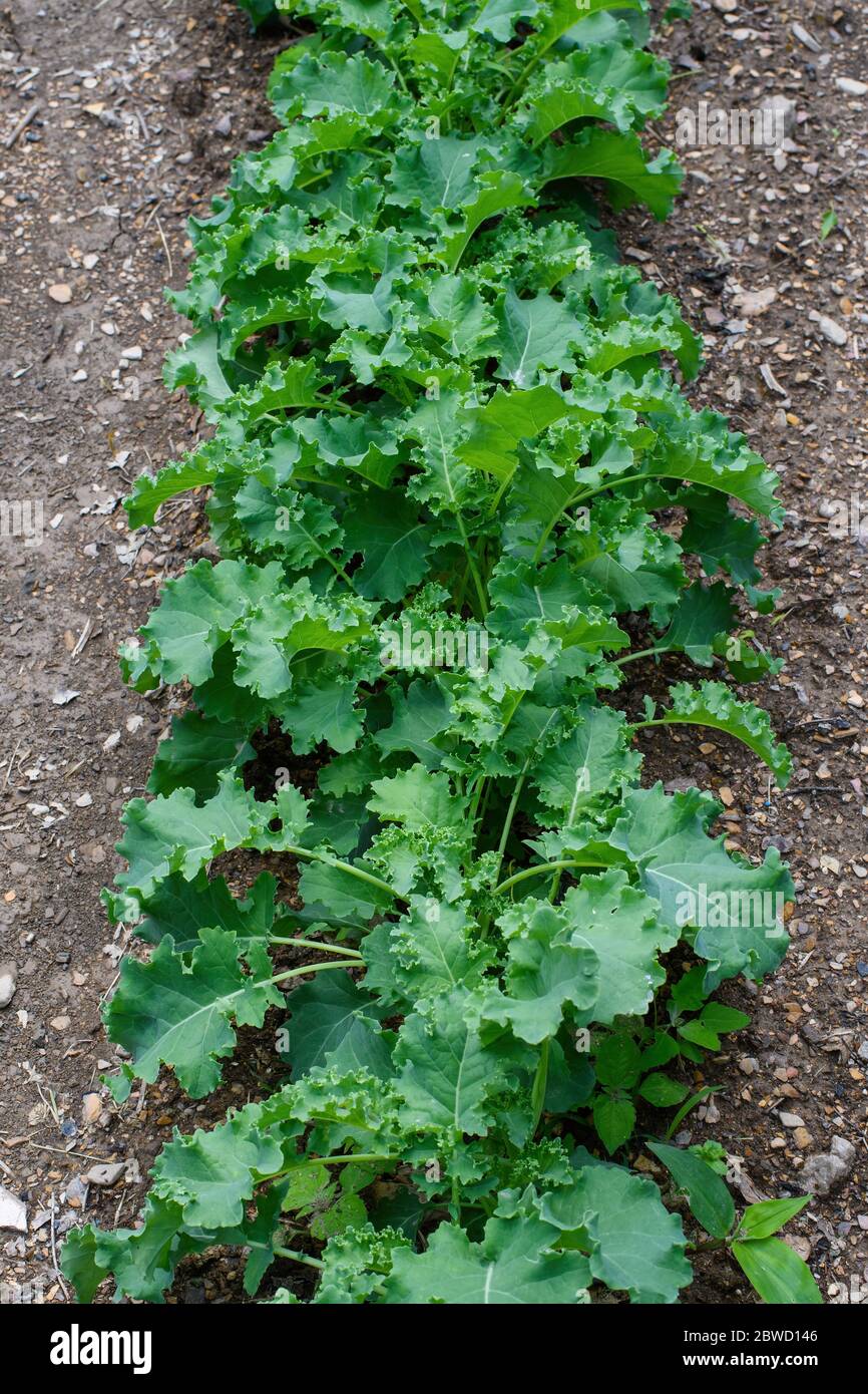 Fresh kale in the home garden. Kale or leaf cabbage are cultivars of ...