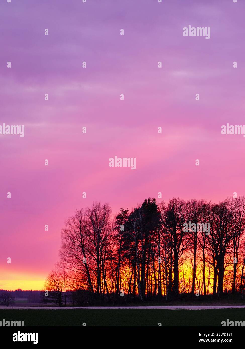 beautiful colorful sunset behind the trees without leaves in spring ...